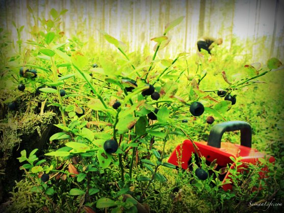 Blueberries - Wild Finnish superfood - SaimaaLife