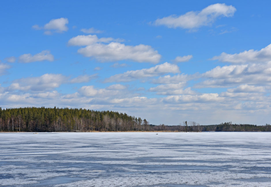 Meet Saimaa Ringed Seal - The Most Persistent Finn in Finnish Lakeland ...