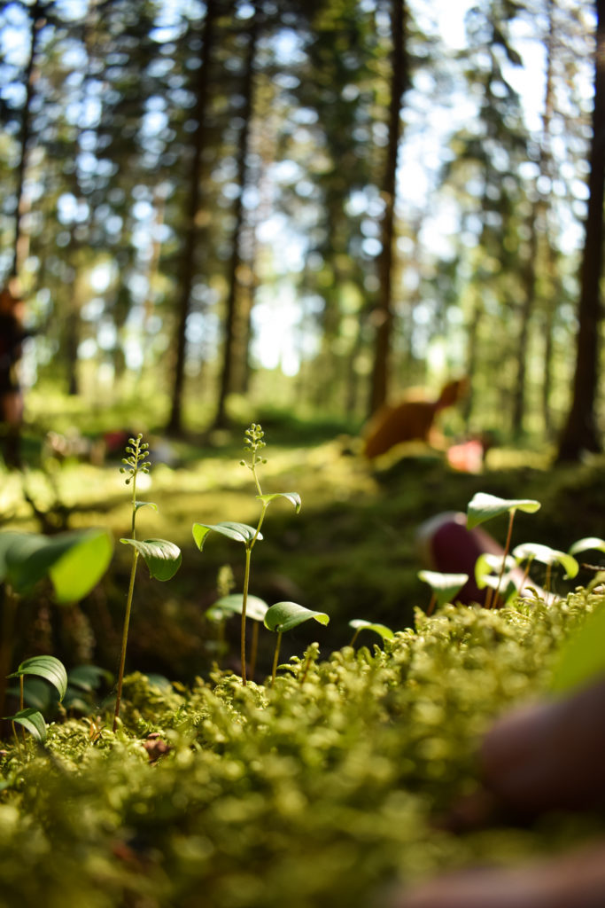 By Discovering Nature, You Discover Yourself - SaimaaLife