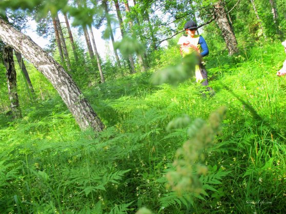 Visit A Beautiful Forest - SaimaaLife