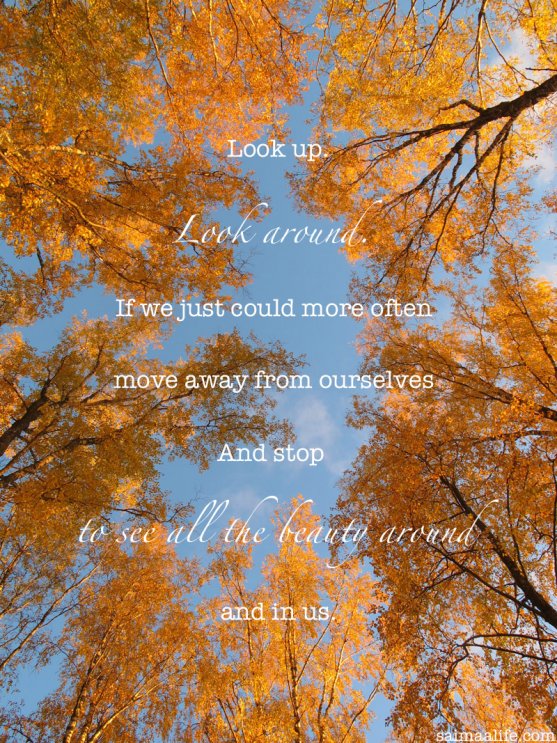 See The Forest For The Trees - SaimaaLife